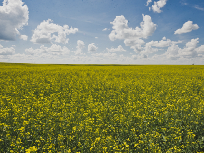 Technical Key Points of Three Mechanized Sowing Types of Rapeseed ...